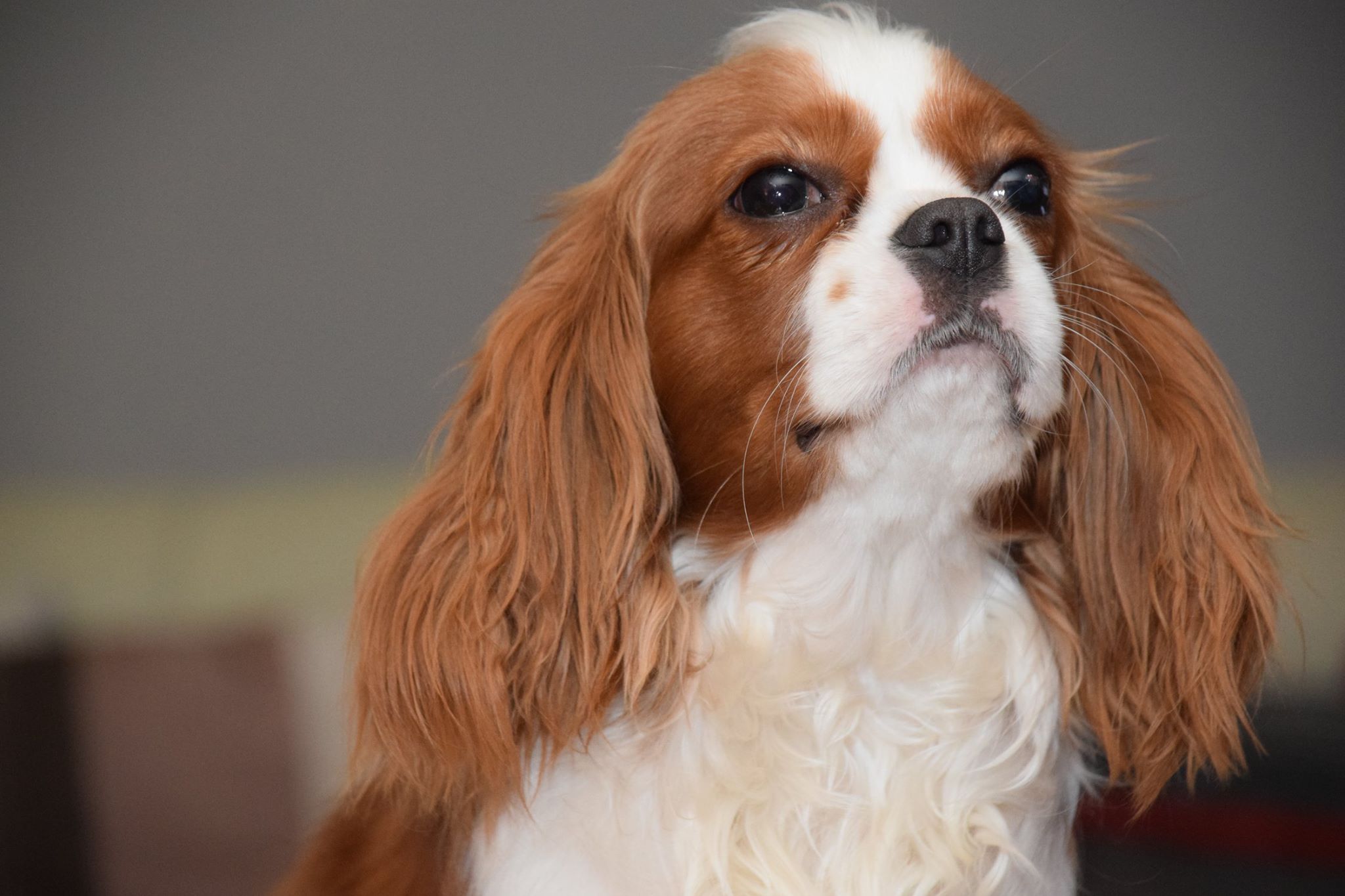 Cavalier King Charles Spaniel Characteristic
